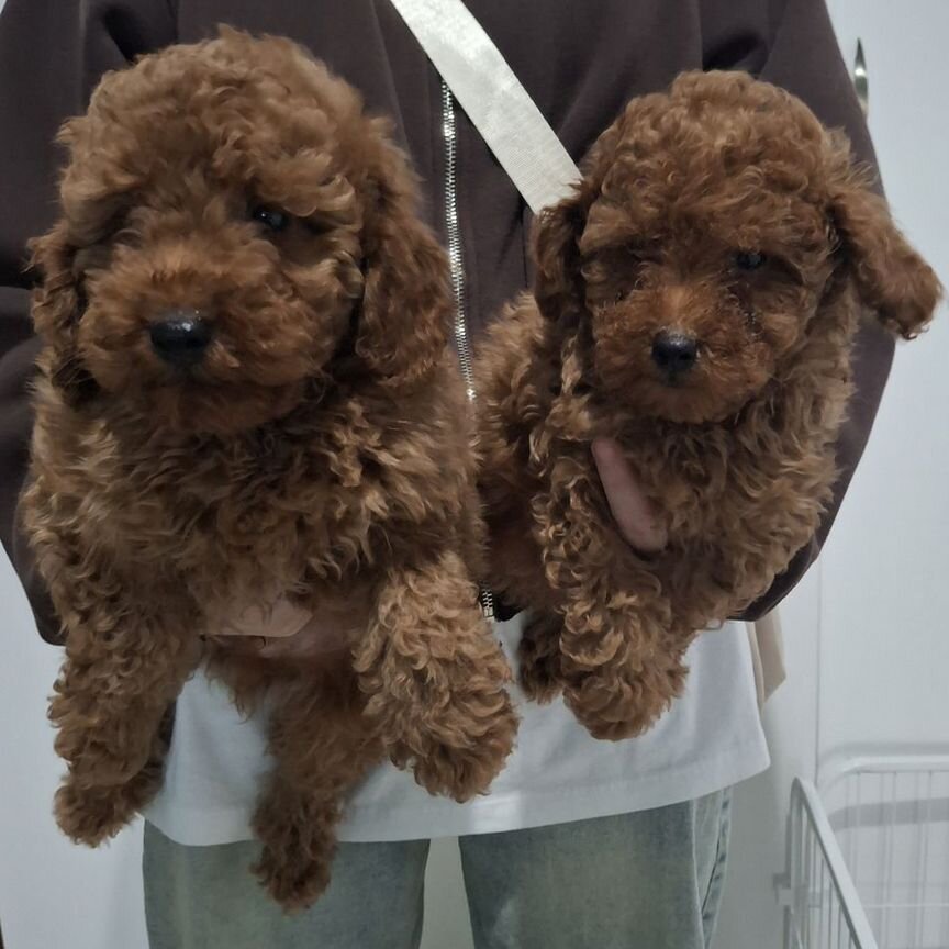 Пудель, щенок