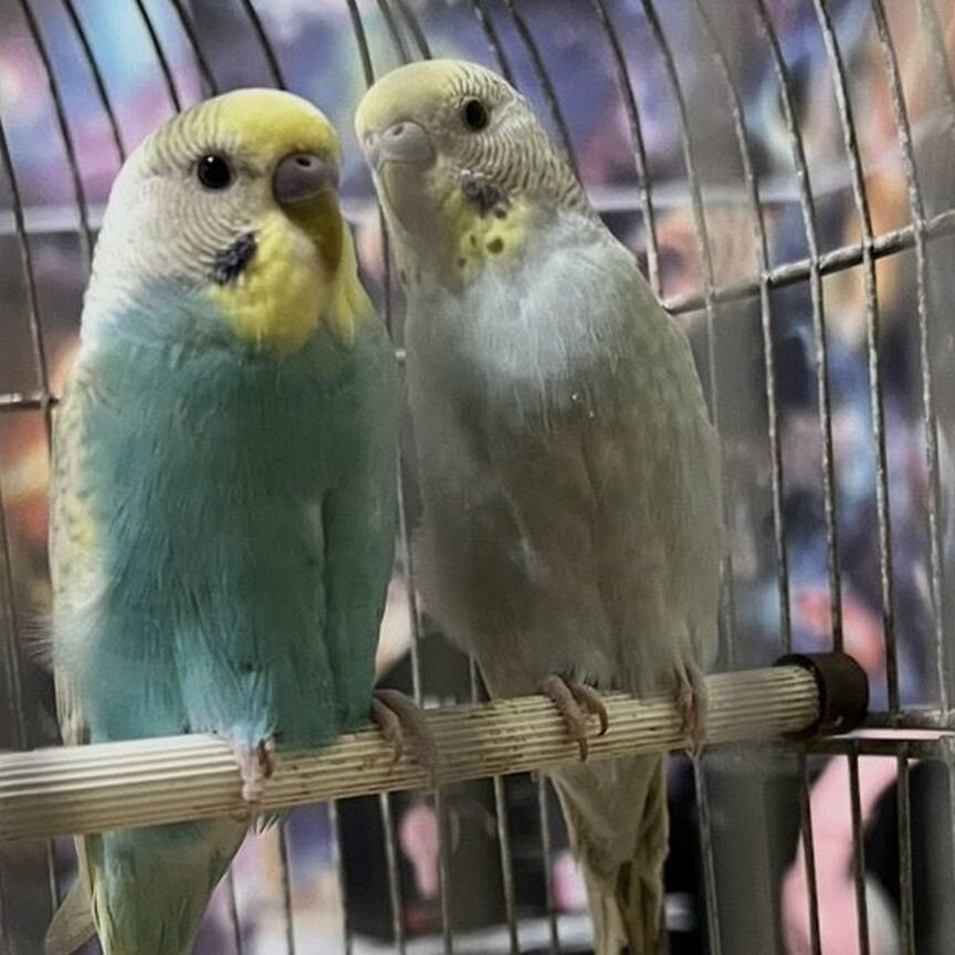 Волнистый попугай