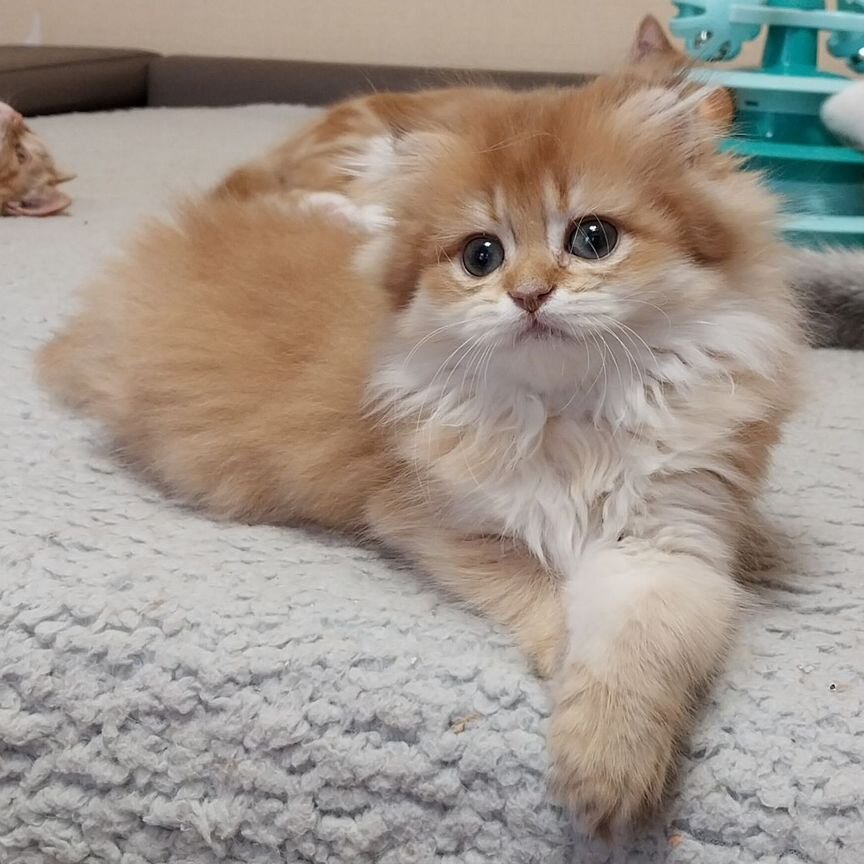 Шотландская девочка циннамоновое золото