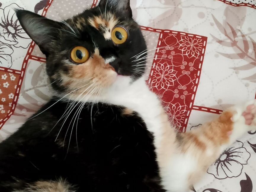 Киска Анфиска,1год