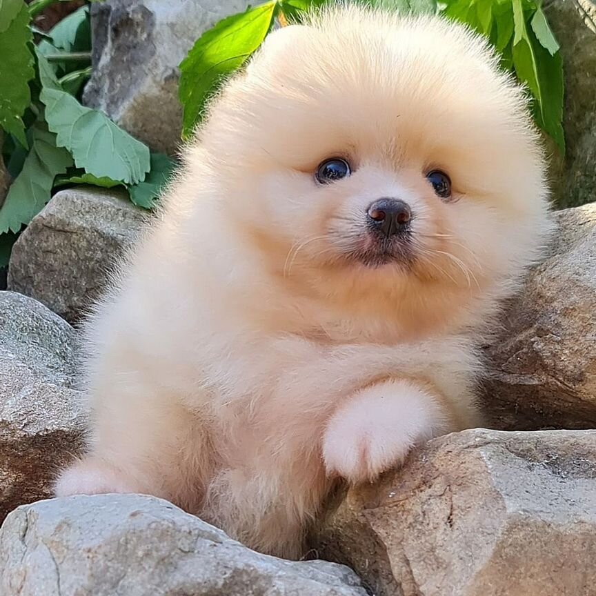 Мальчик шпиц кремовое чудо