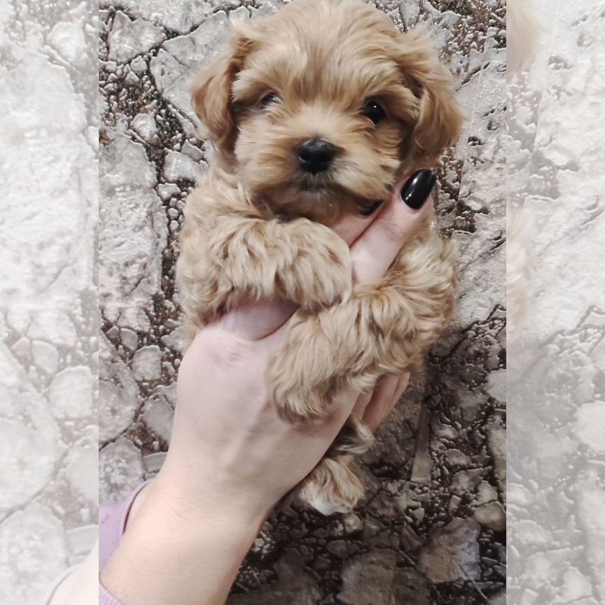 Мальтипу, щенок