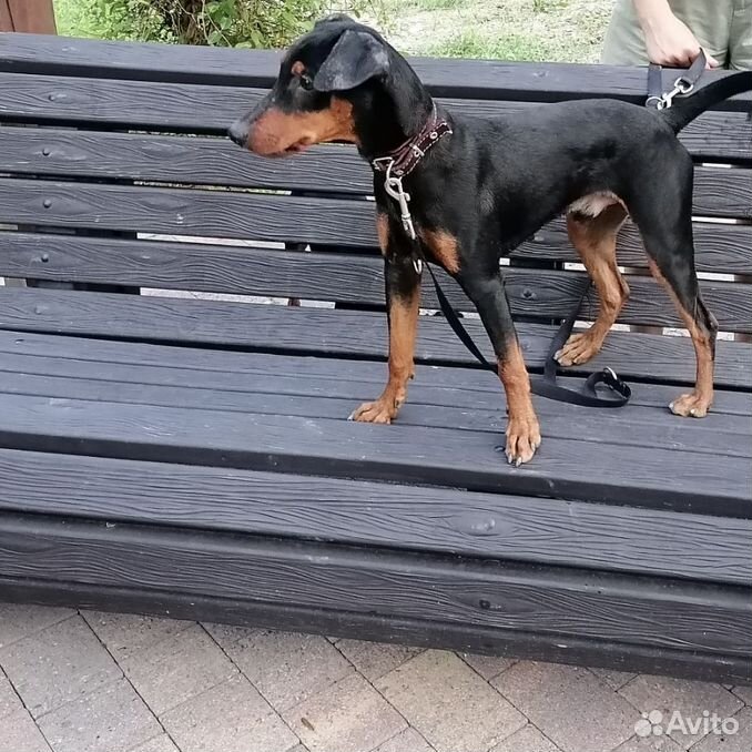 Немецкий средний пинчер