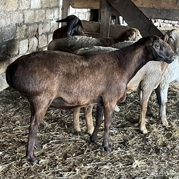 Гисарские бараны