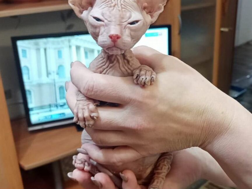 Канадский сфинкс девочка