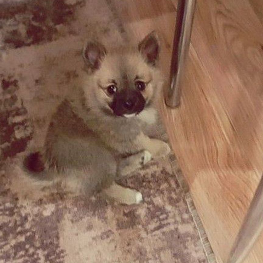 Померанский шпиц, щенок