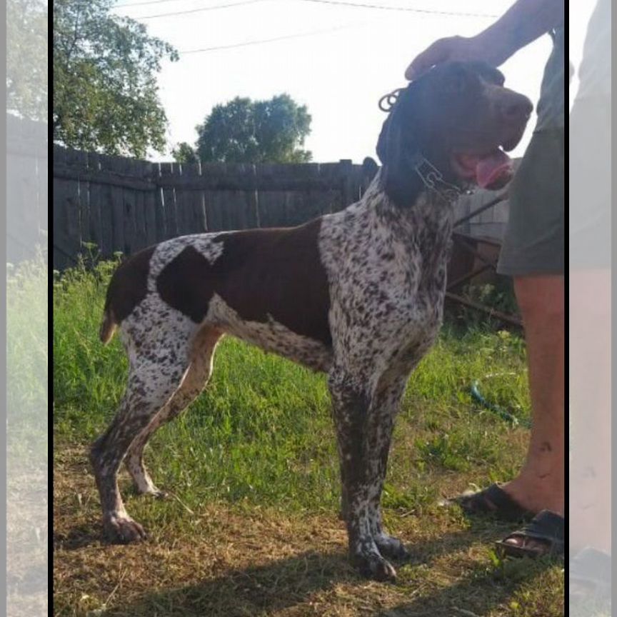 Курцхаар, щенок