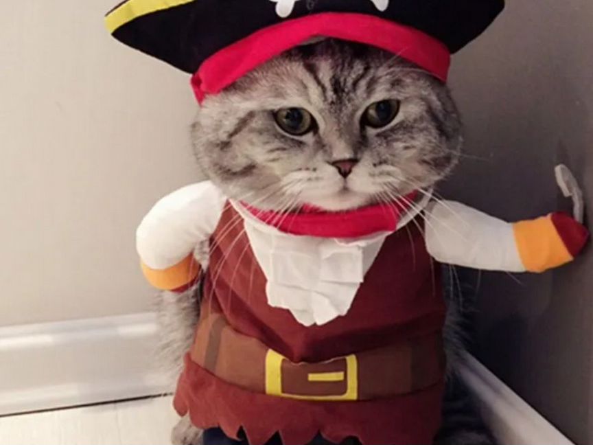 Костюм пирата для кошек