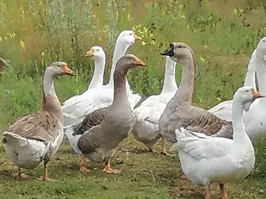 Гуси, Индюки, Утки