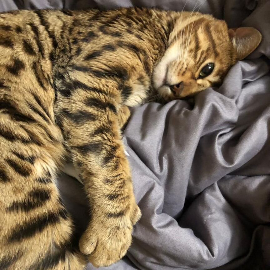 Отдам кота в добрые руки бесплатно
