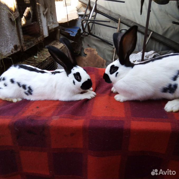 Кролики породы. Немецкий Пёстрый Великан