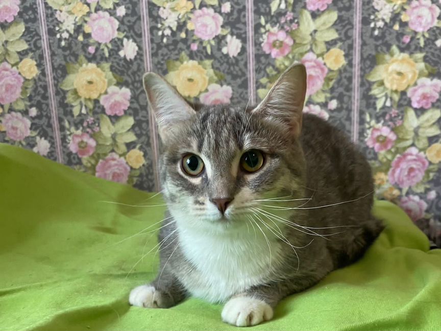 Котенок привитая мурочка