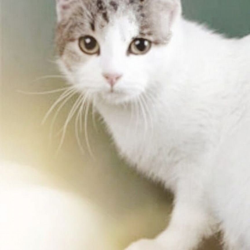 Очень хороший молоденький котик с паспортом 5 мес