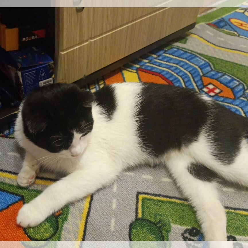 Котик