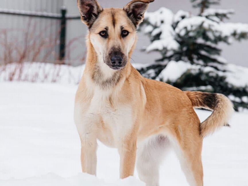 Собака Алиса в добрые руки