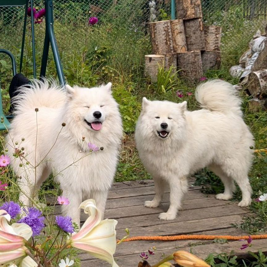 Самоедская собака, щенок