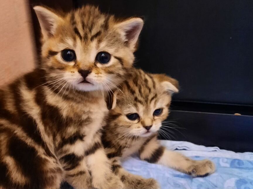 Британские котята