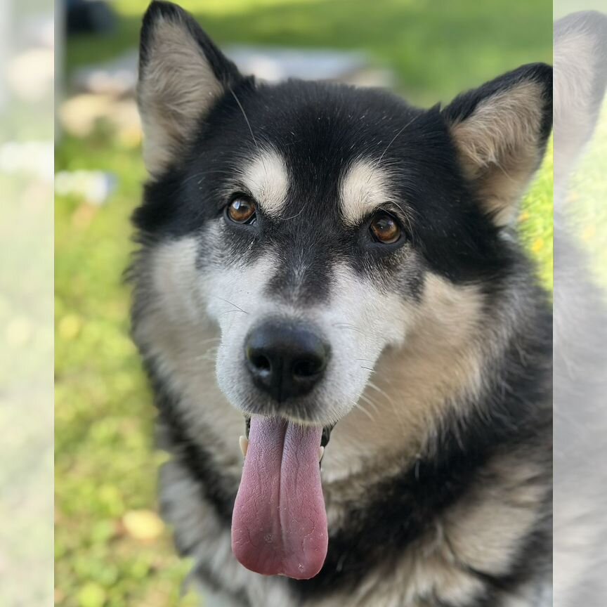 Аляскинский маламут, взрослая собака