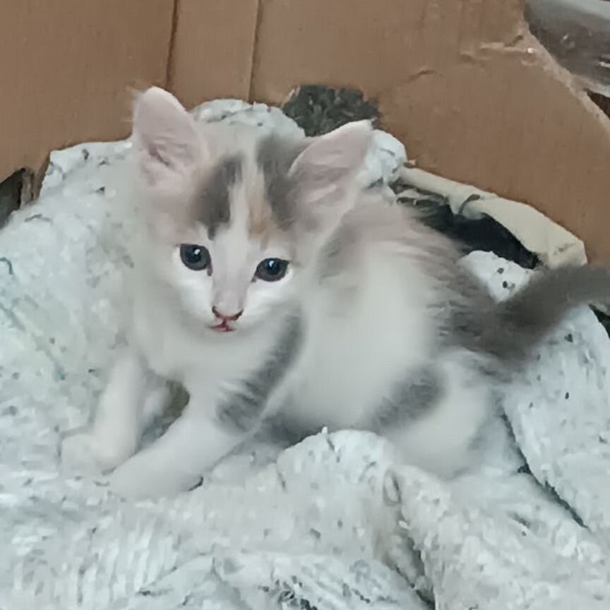 Котёнок в добрые руки