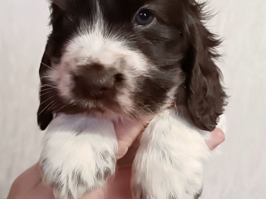 Щенок англ. кокер-спаниель