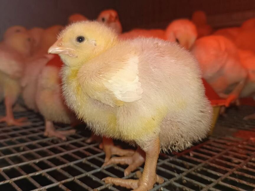 Продажа домашней птицы