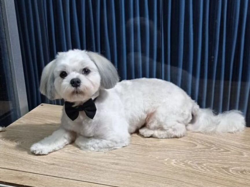 Мальтийская болонка вязка