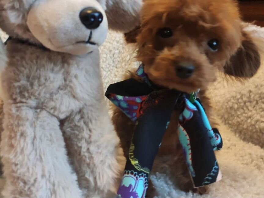 Пудель тикап с документами РКФ