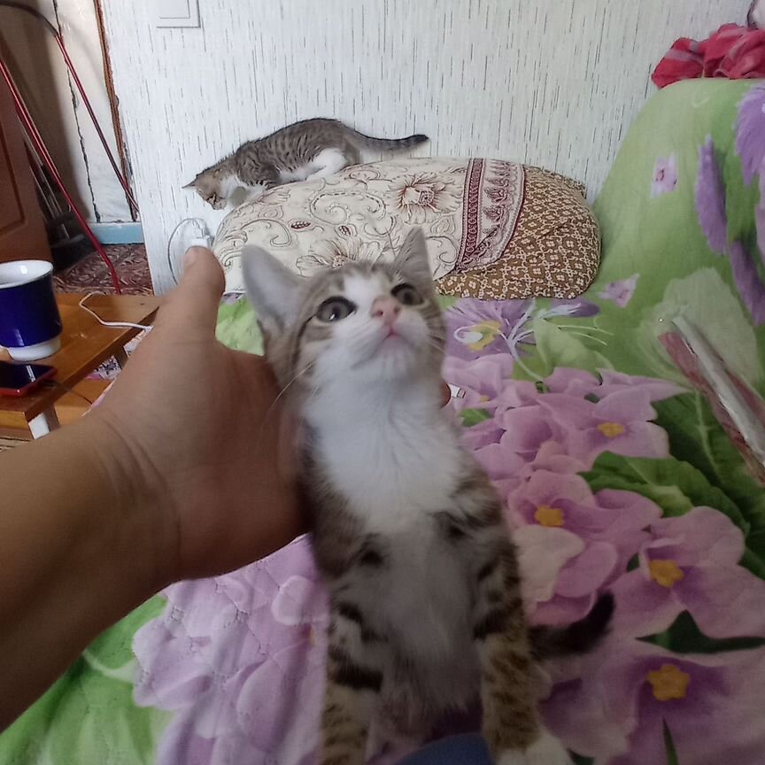 Отдам в добрые руки котят