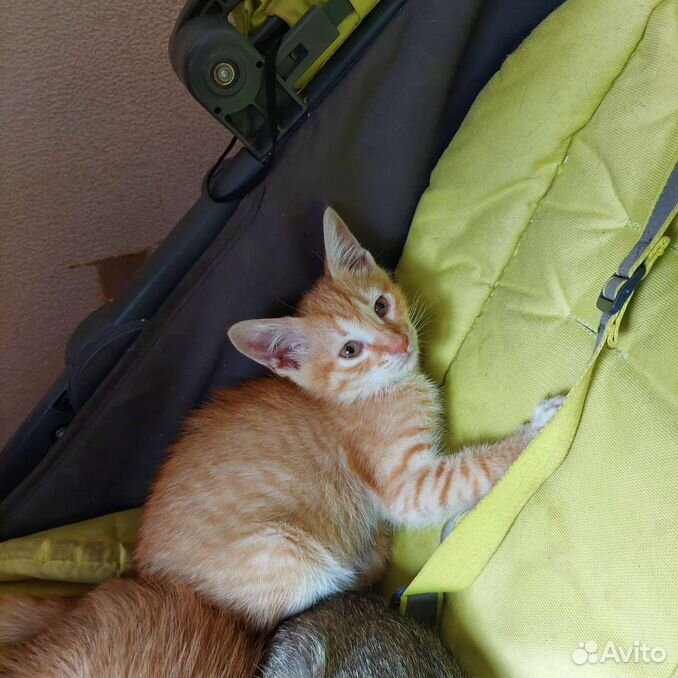 Спасеныш рыжий котенок