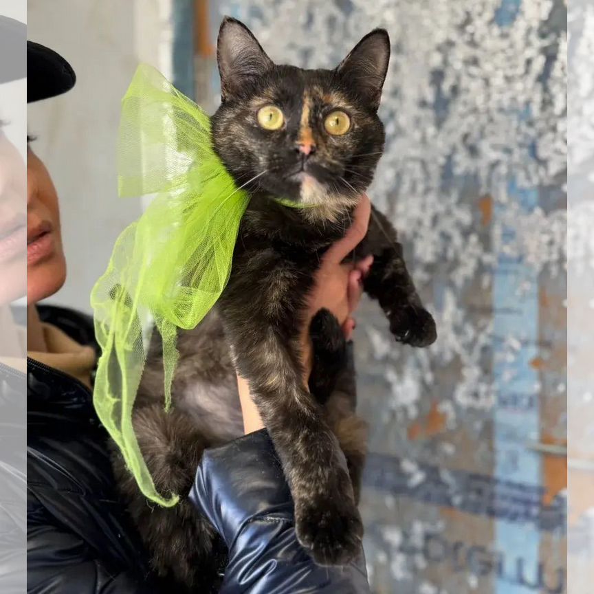 Взрослая, кошка в добрые руки