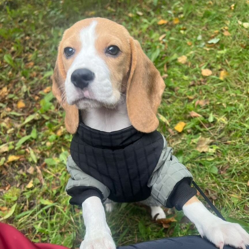 Бигль Девочка