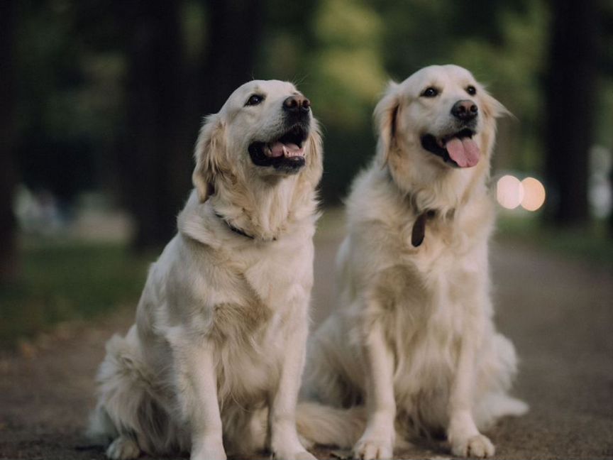 Собака для фотосессии