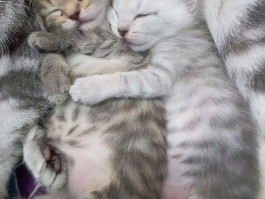 Шотландские котята