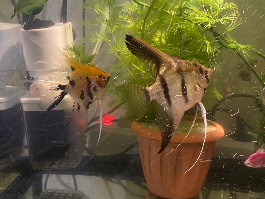 Аквариумные рыбки