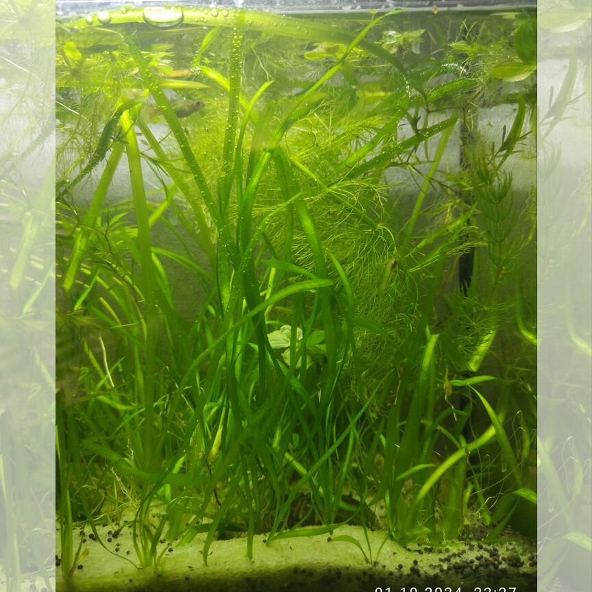 Аквариумное растение валлиснерия