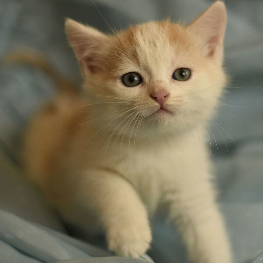 Котенок Лютик в добрые руки
