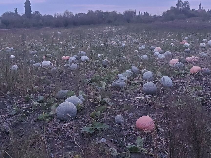 Турецкие кормовые тыквы