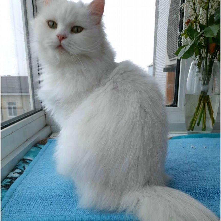 Кошечка в добрые руки
