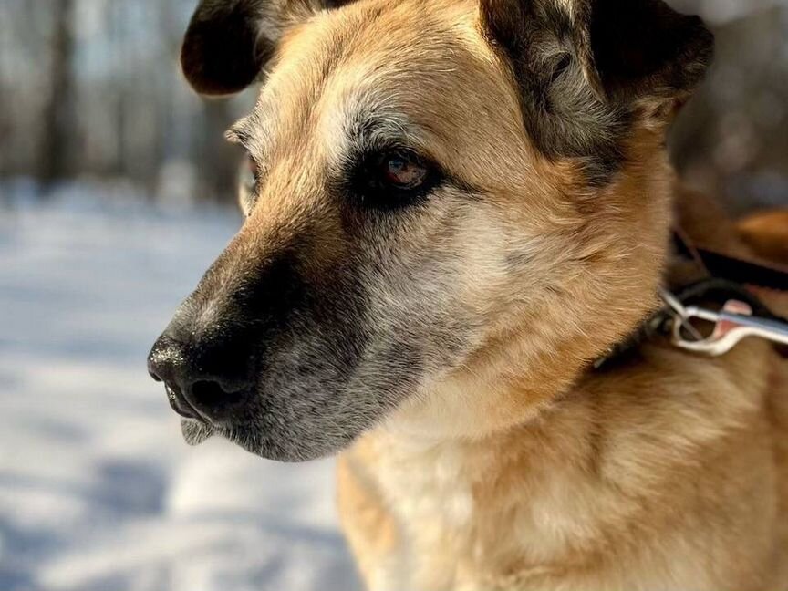 Собака не хочет сидеть в тесной клетке