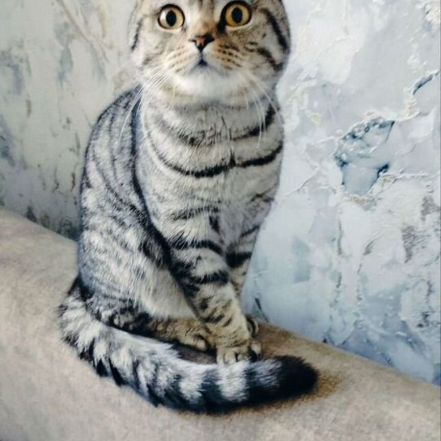 Шотландский котик бесплатно