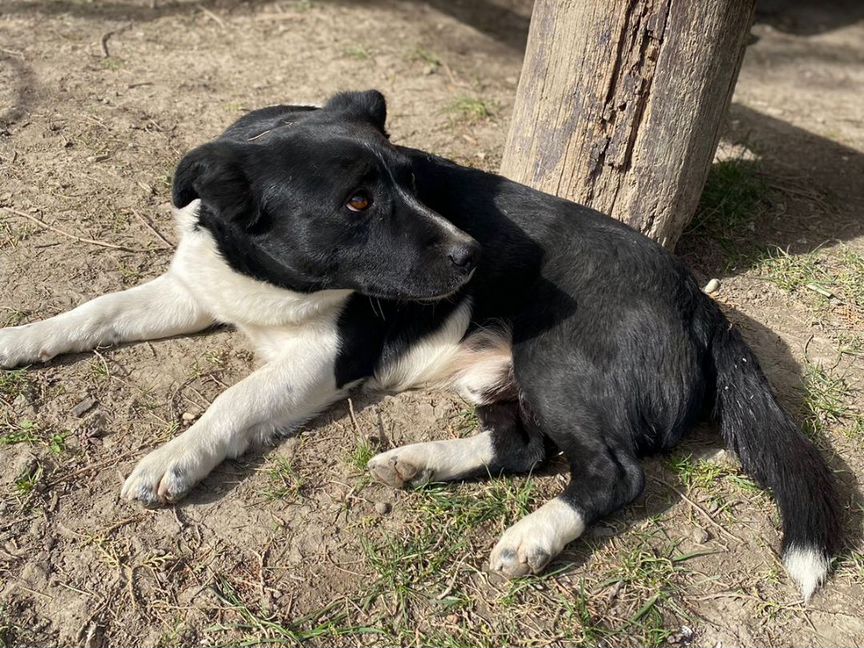 Пса обижают нужен дом