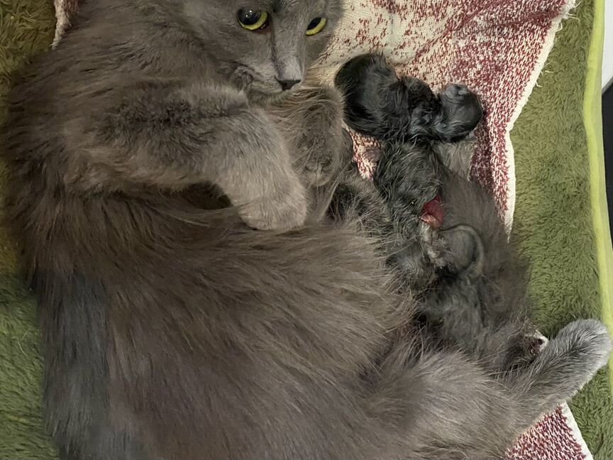 Котята Нибелунг