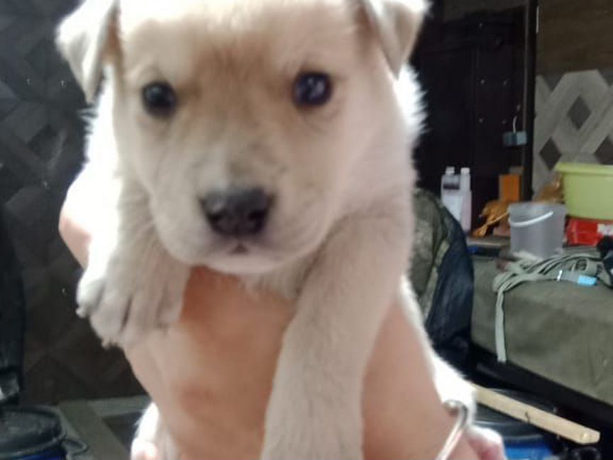 Щенки в добрые руки