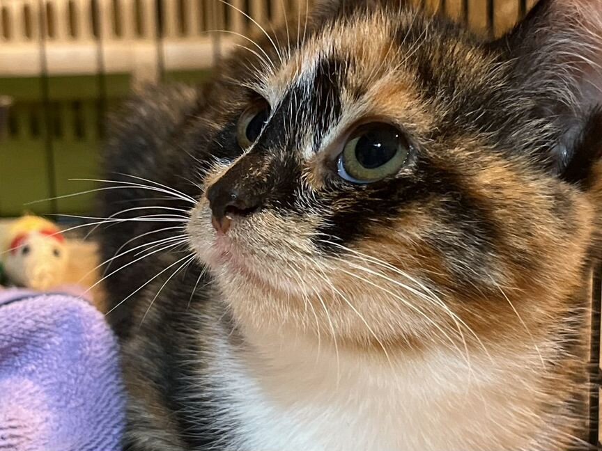 Котенок девочка в добрые руки