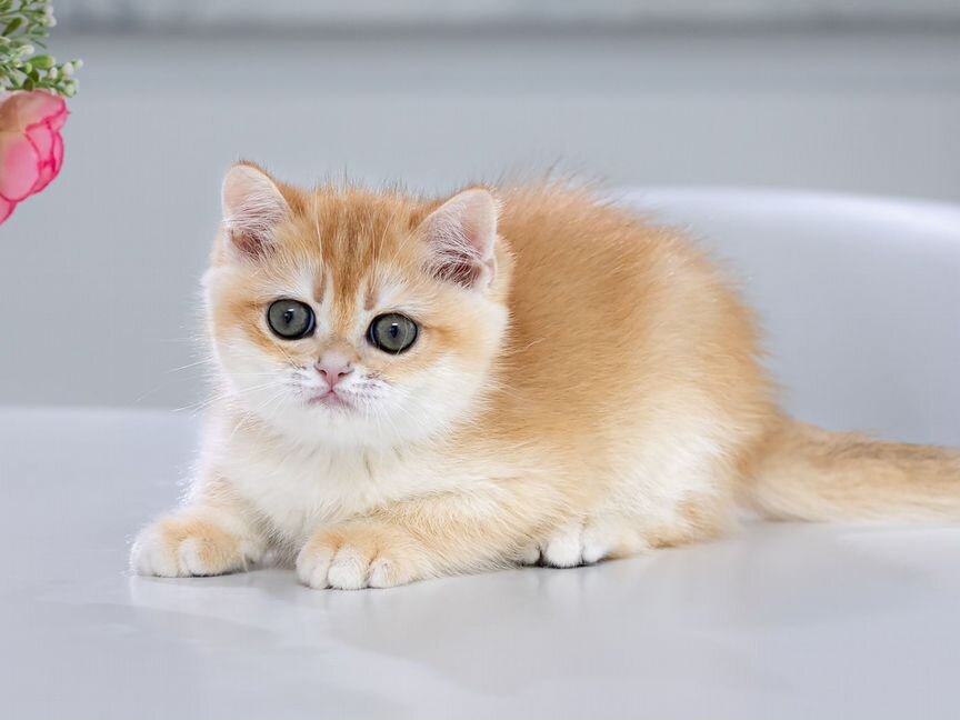 Кошка