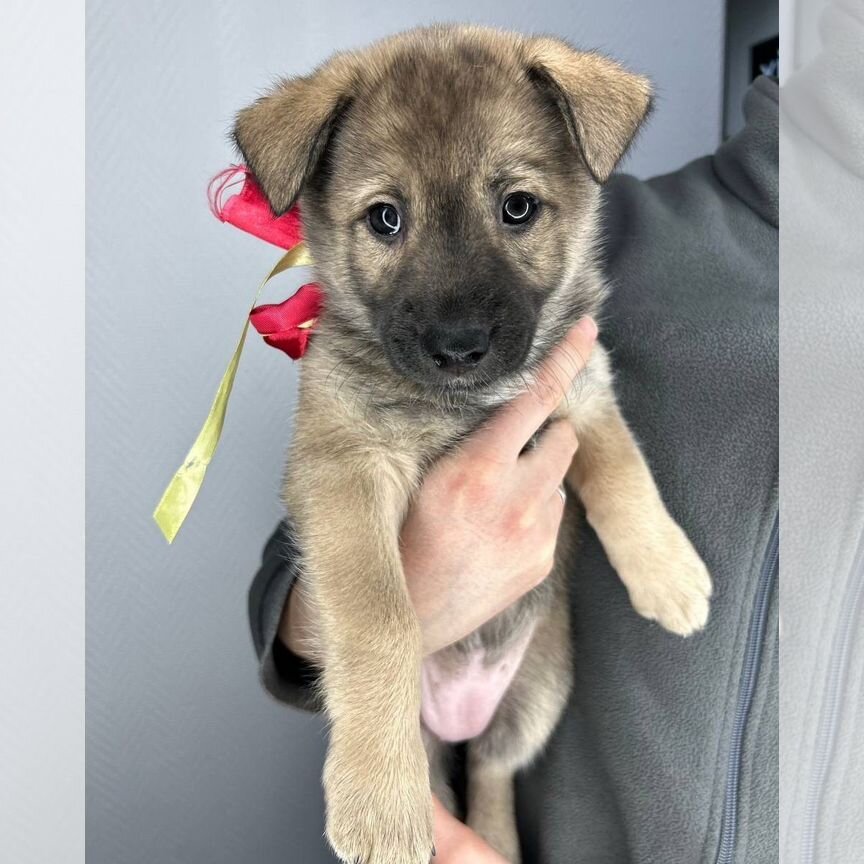 Щенок в добрые руки