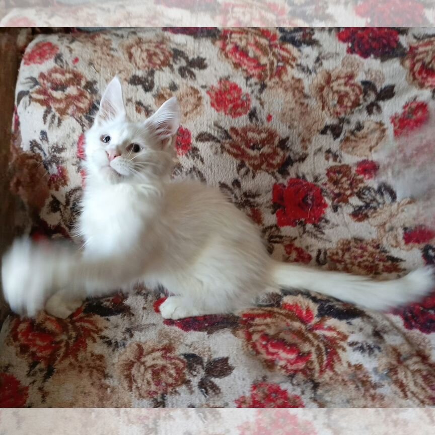 Мейн-кун котёнок