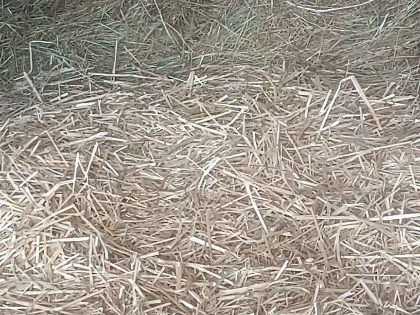 Сено/солома россыпью за шоколадку