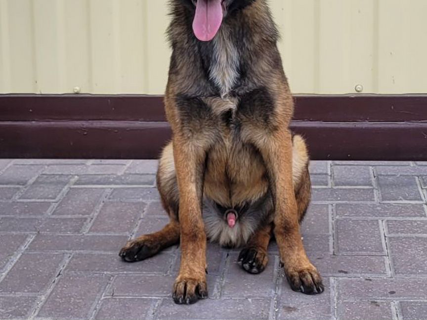 Щенки малинуа РКФ