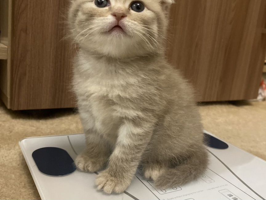 Шотландские вислоухие котята